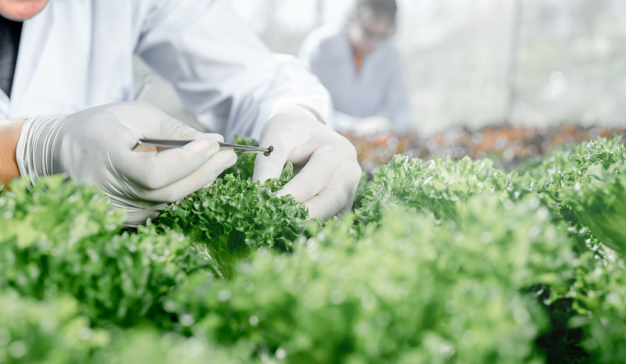 Determination of Nitrate in Plant Tissue